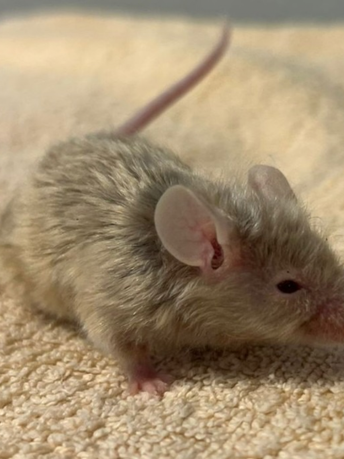 Octavia - Souris à adopter à Gennevilliers (92) - Animaux.fr