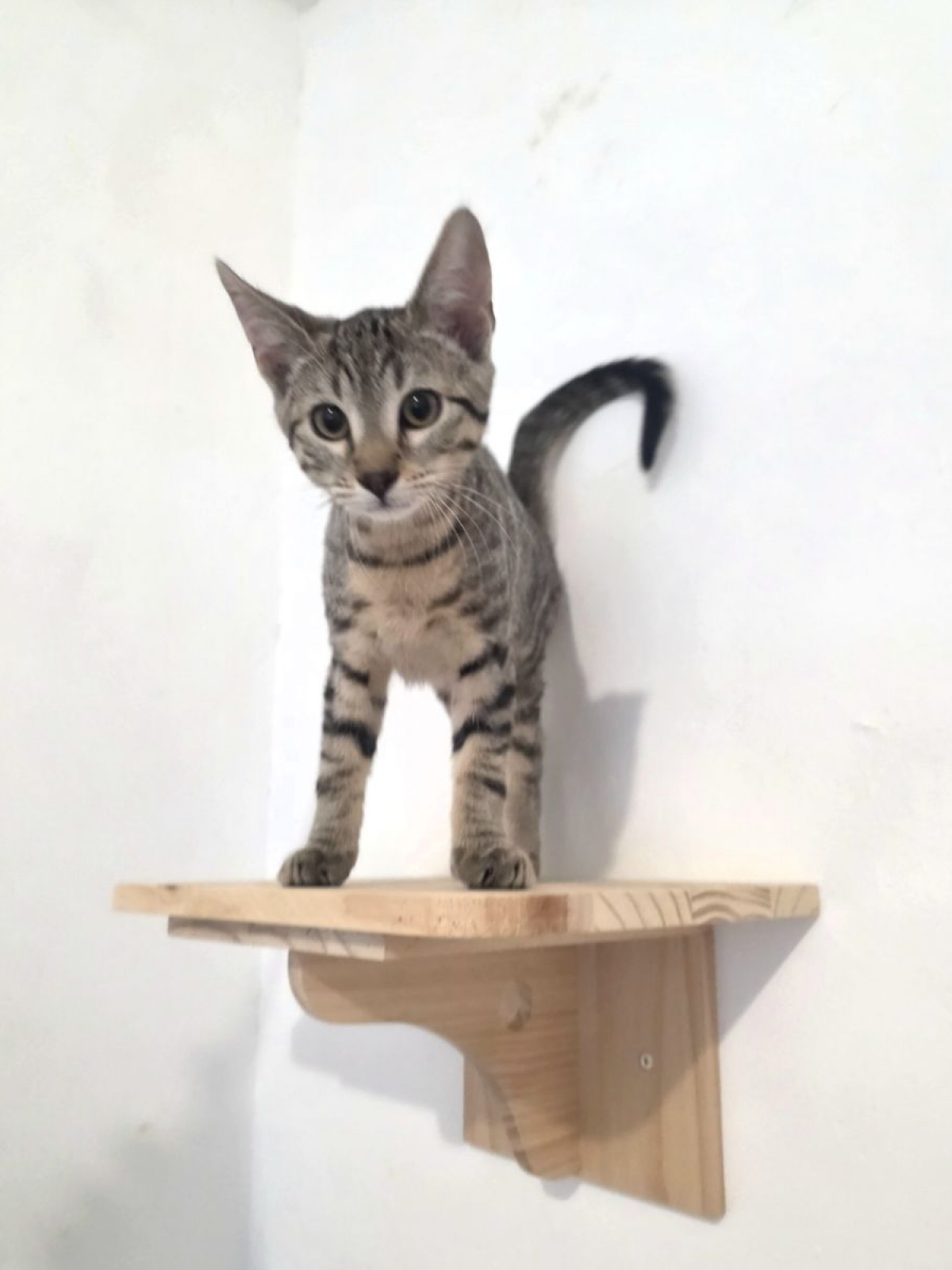 APOLLON - Chat à adopter à Argenteuil (95) - Animaux.fr