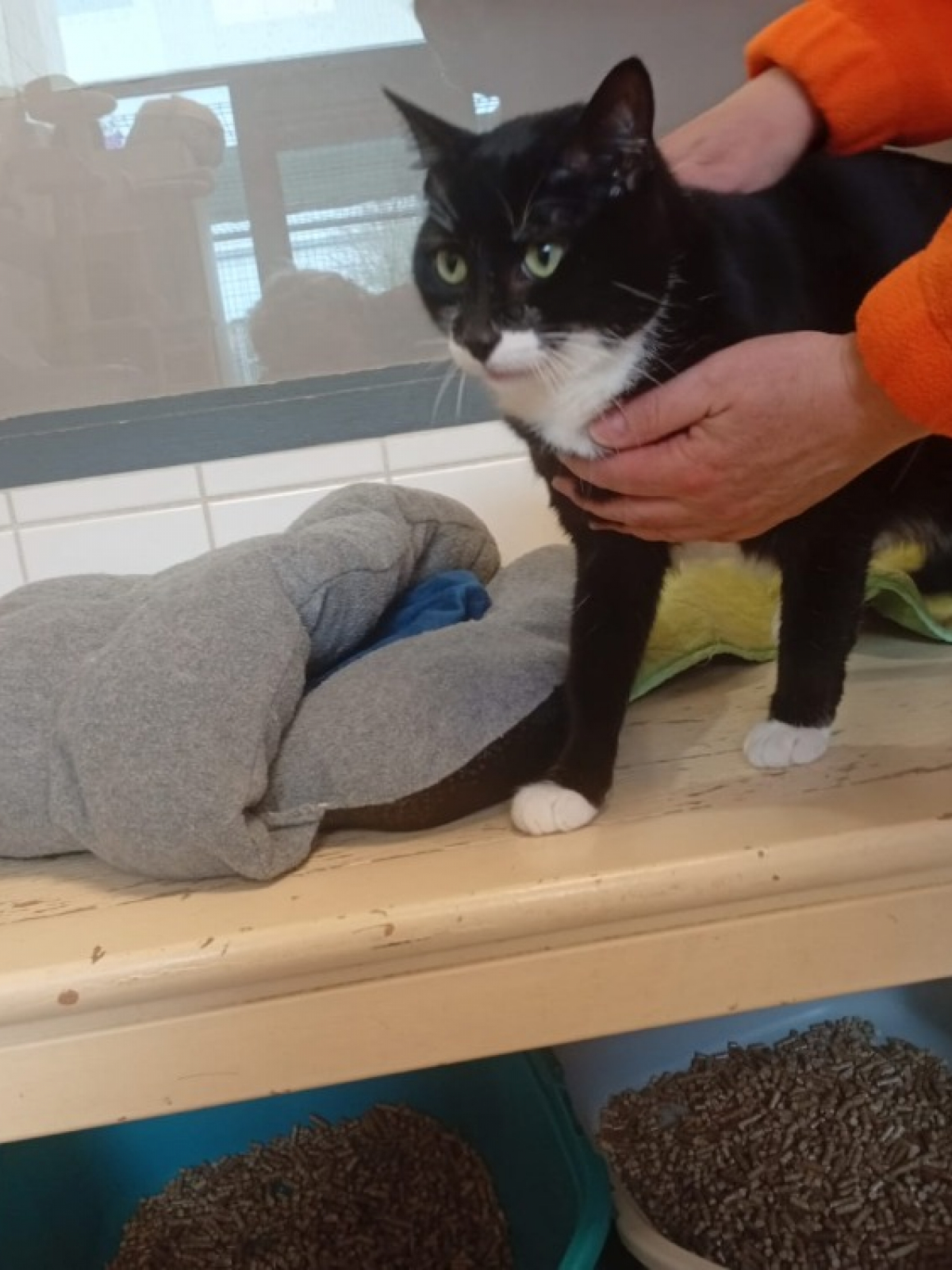 Zorro - Européen à adopter à Rennes (35) - Animaux.fr