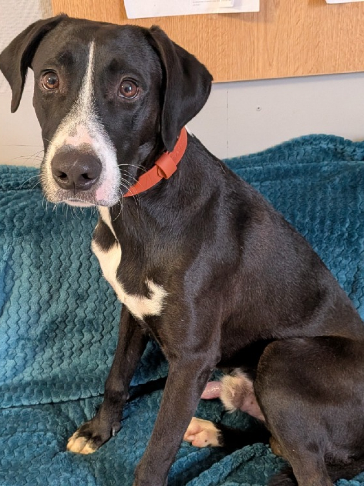 Otto - Berger Allemand à adopter à Laon (02) - Animaux.fr
