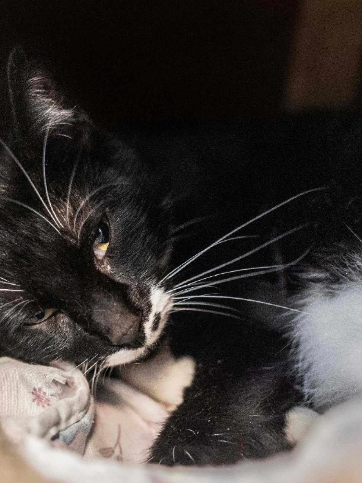 Jak - Européen à adopter à Rennes (35) - Animaux.fr