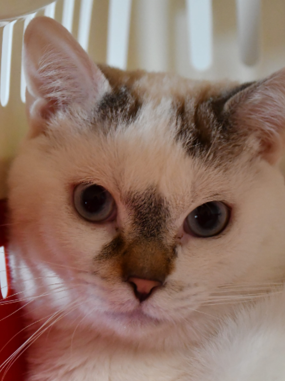 Allan - Européen à adopter à Perpignan (66) - Animaux.fr