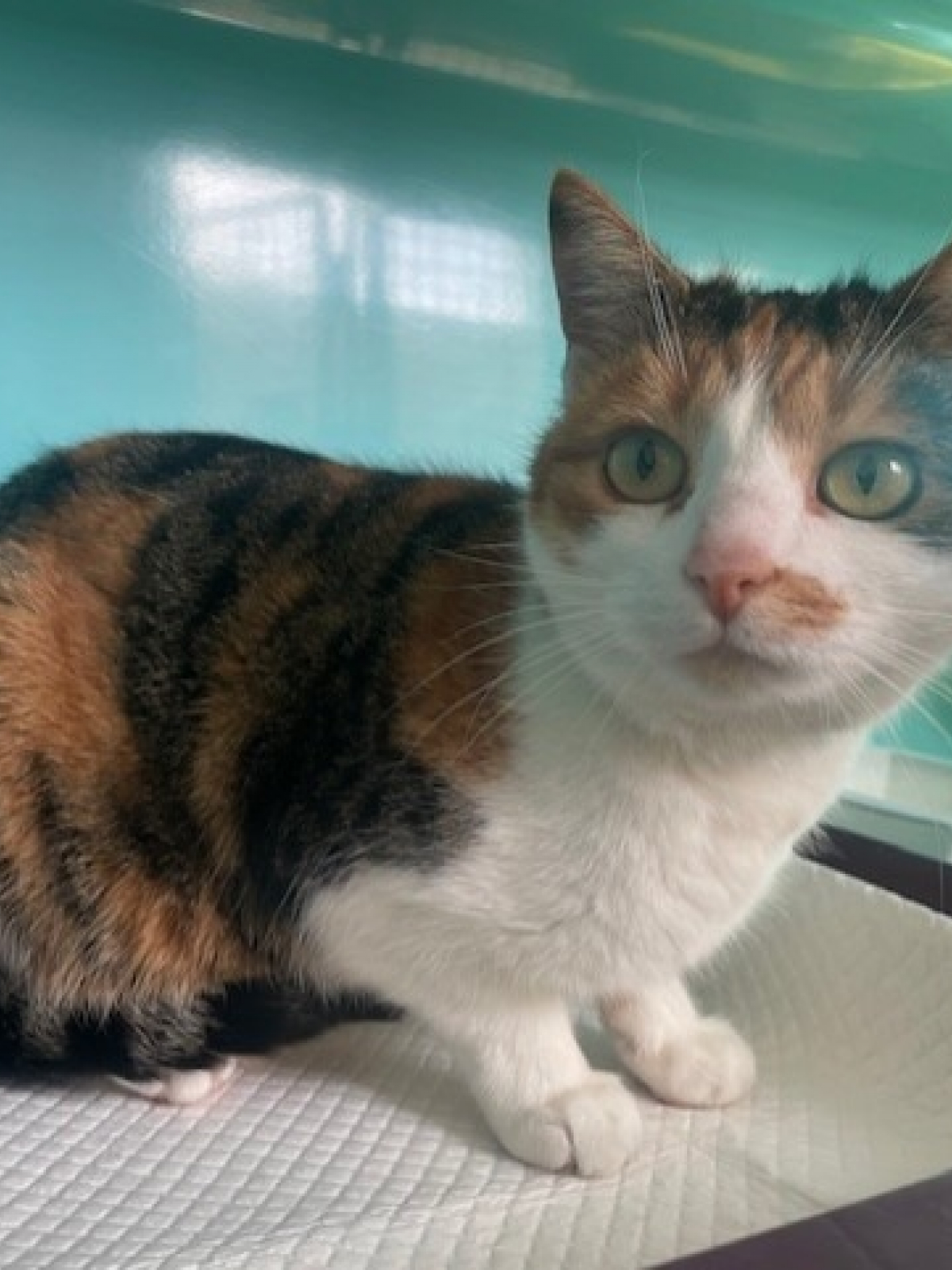 Lilau - Européen à adopter à Pornic (44) - Animaux.fr