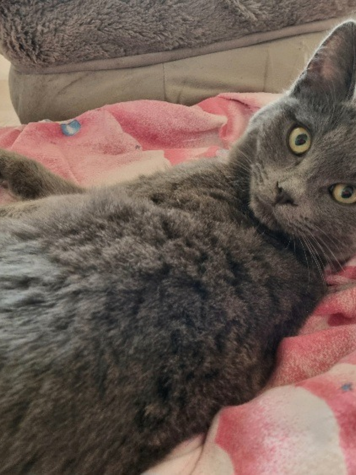 Ti chouki - Européen à adopter à Lézignan-Corbières (11) - Animaux.fr