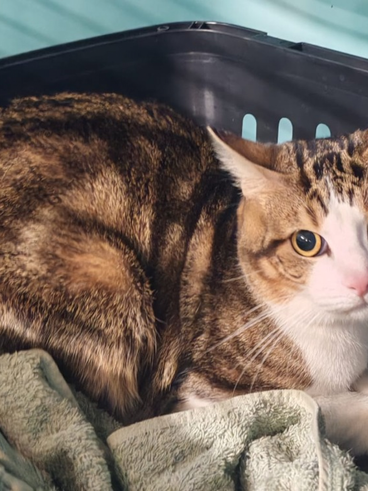 Tsuki - Européen à adopter à Gennevilliers (92) - Animaux.fr