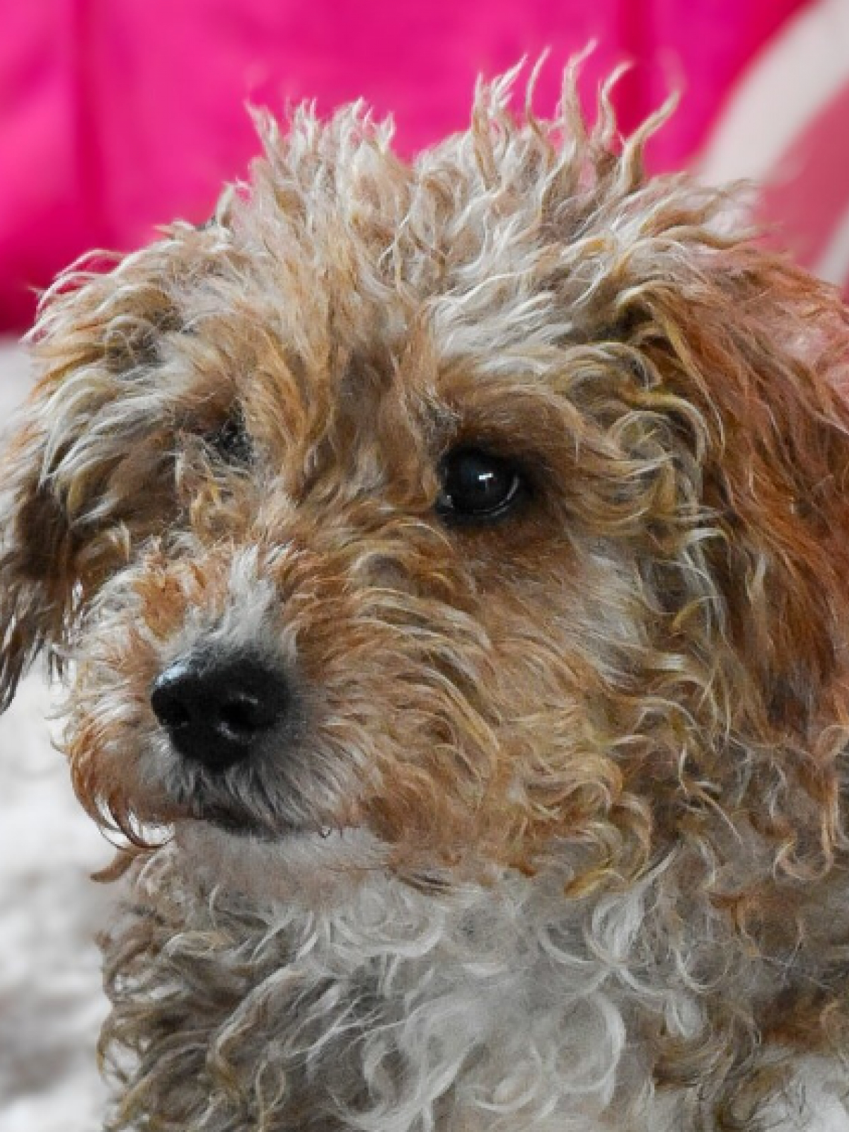 Charlotte - Basset Artésien-Normand à adopter à Morée (41) - Animaux.fr