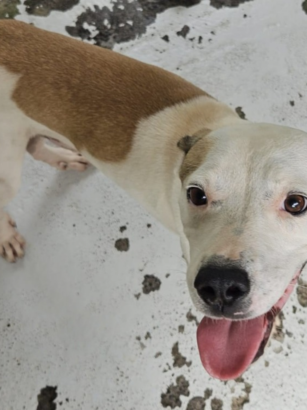 Luke - Chien à adopter à La Roche-sur-Yon (85) - Animaux.fr