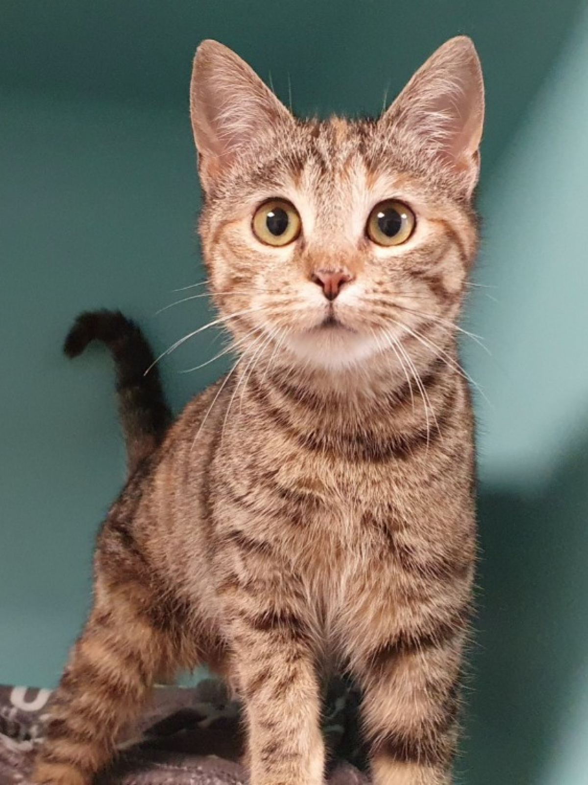 Chipie - Européen à adopter à Chamarande (91) - Animaux.fr