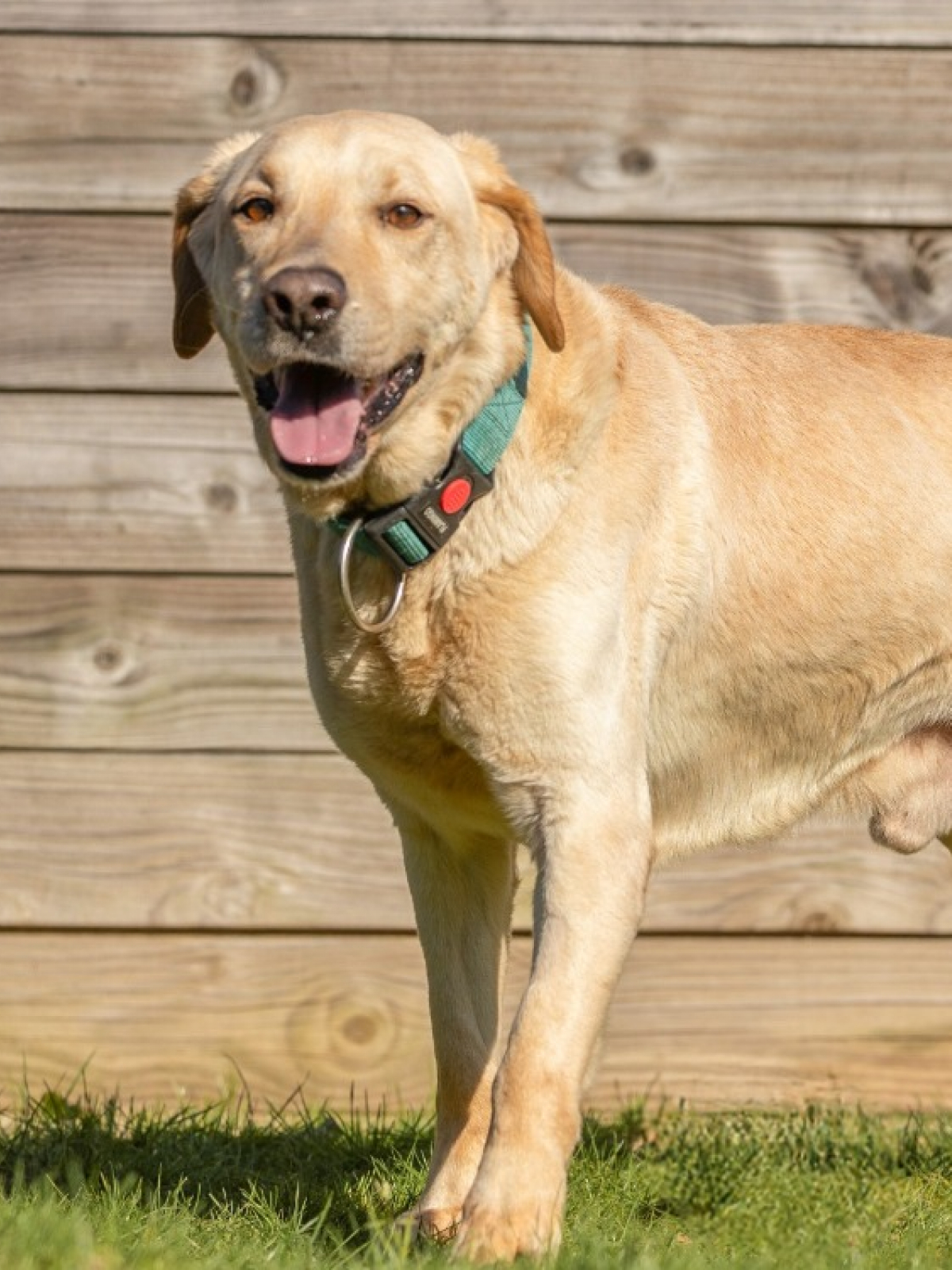 Louki - Chien à adopter à Rennes (35) - Animaux.fr