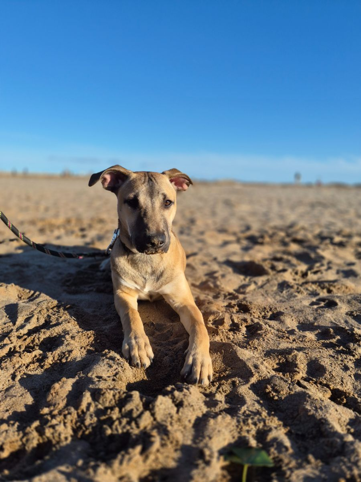 ANAKIN - Chien à adopter à Béziers (34) - Animaux.fr