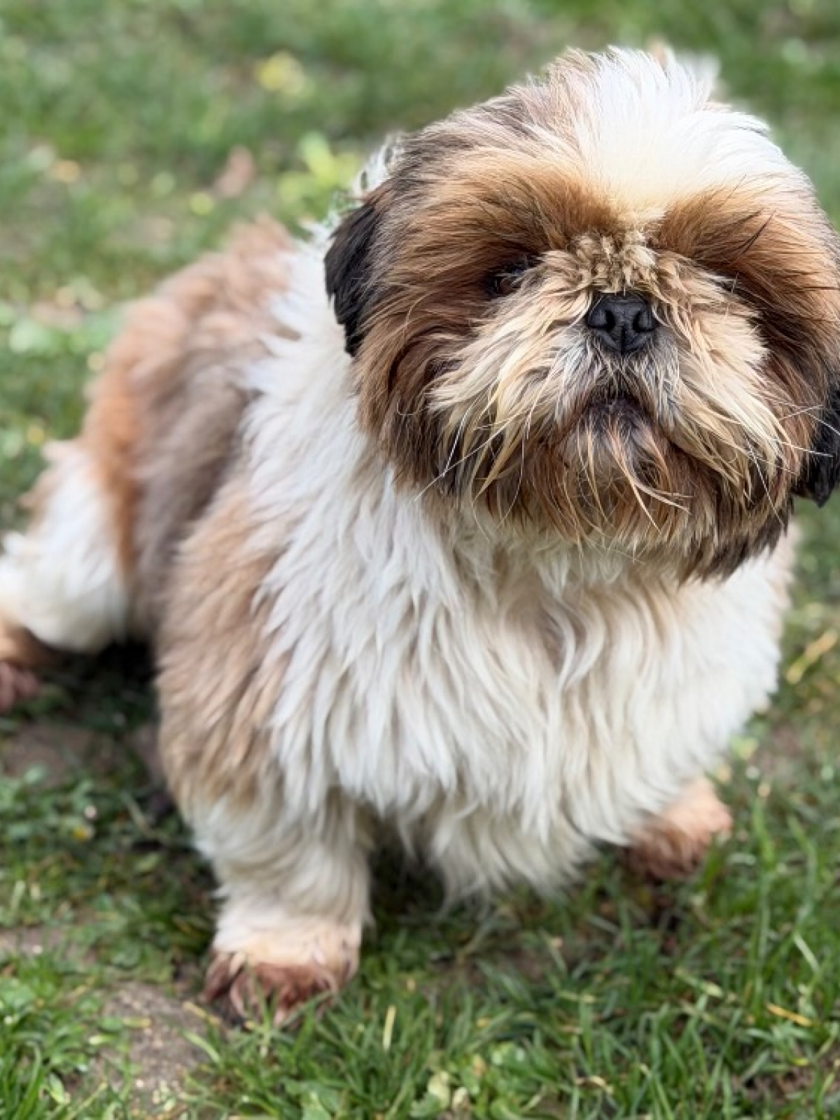 Stanley - Shih Tzu à adopter à Compiègne (60) - Animaux.fr