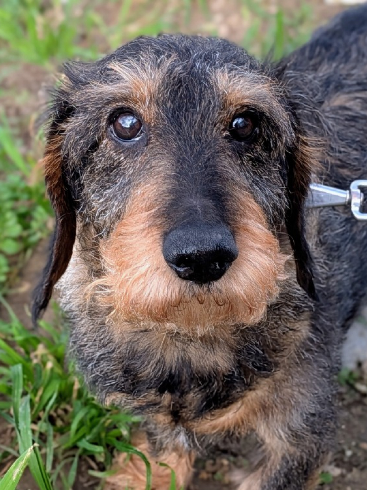 Droopy - Teckel à adopter à Rennes (35) - Animaux.fr