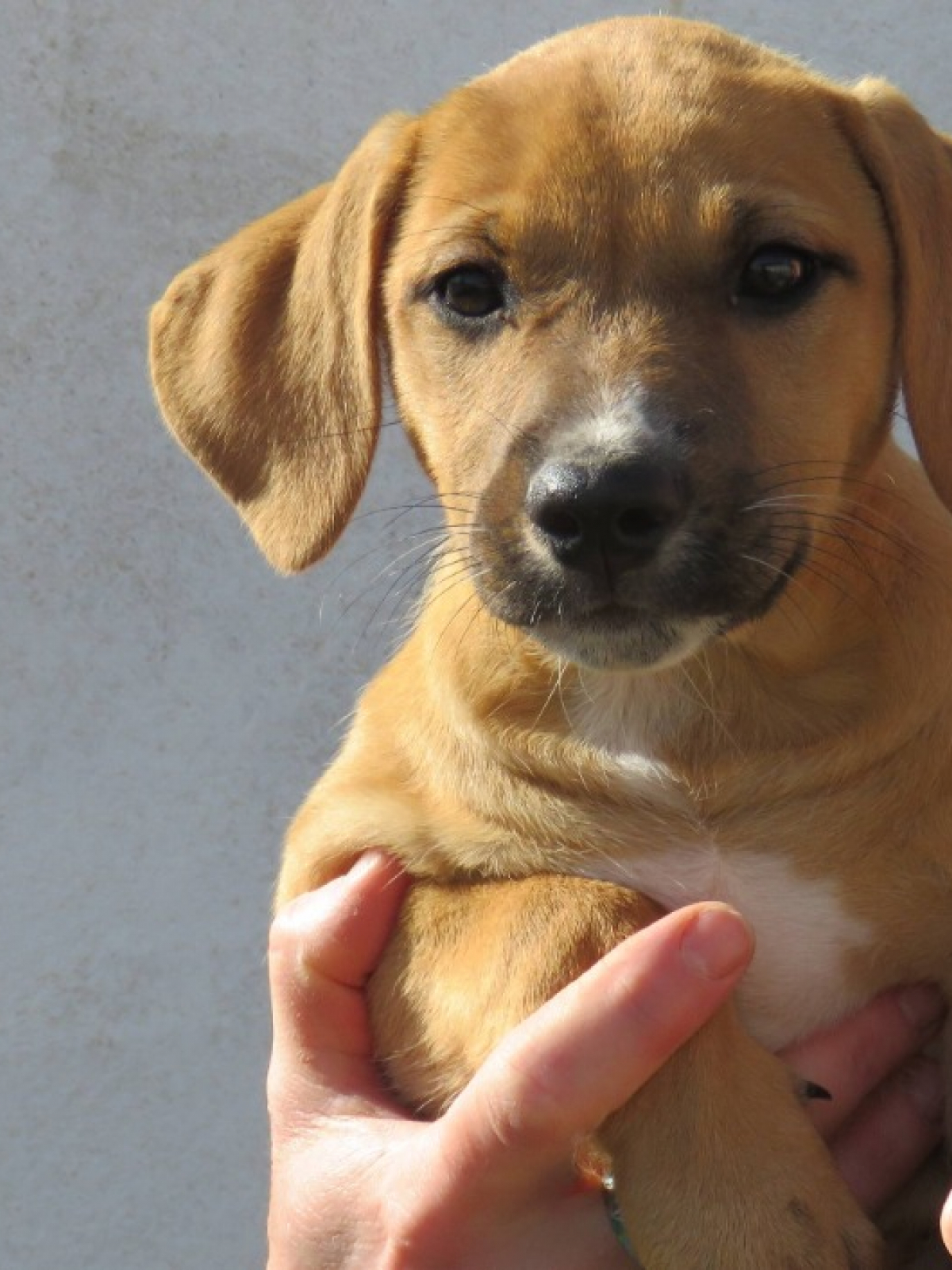 Billy - Chien à adopter à Chilleurs-aux-Bois (45) - Animaux.fr