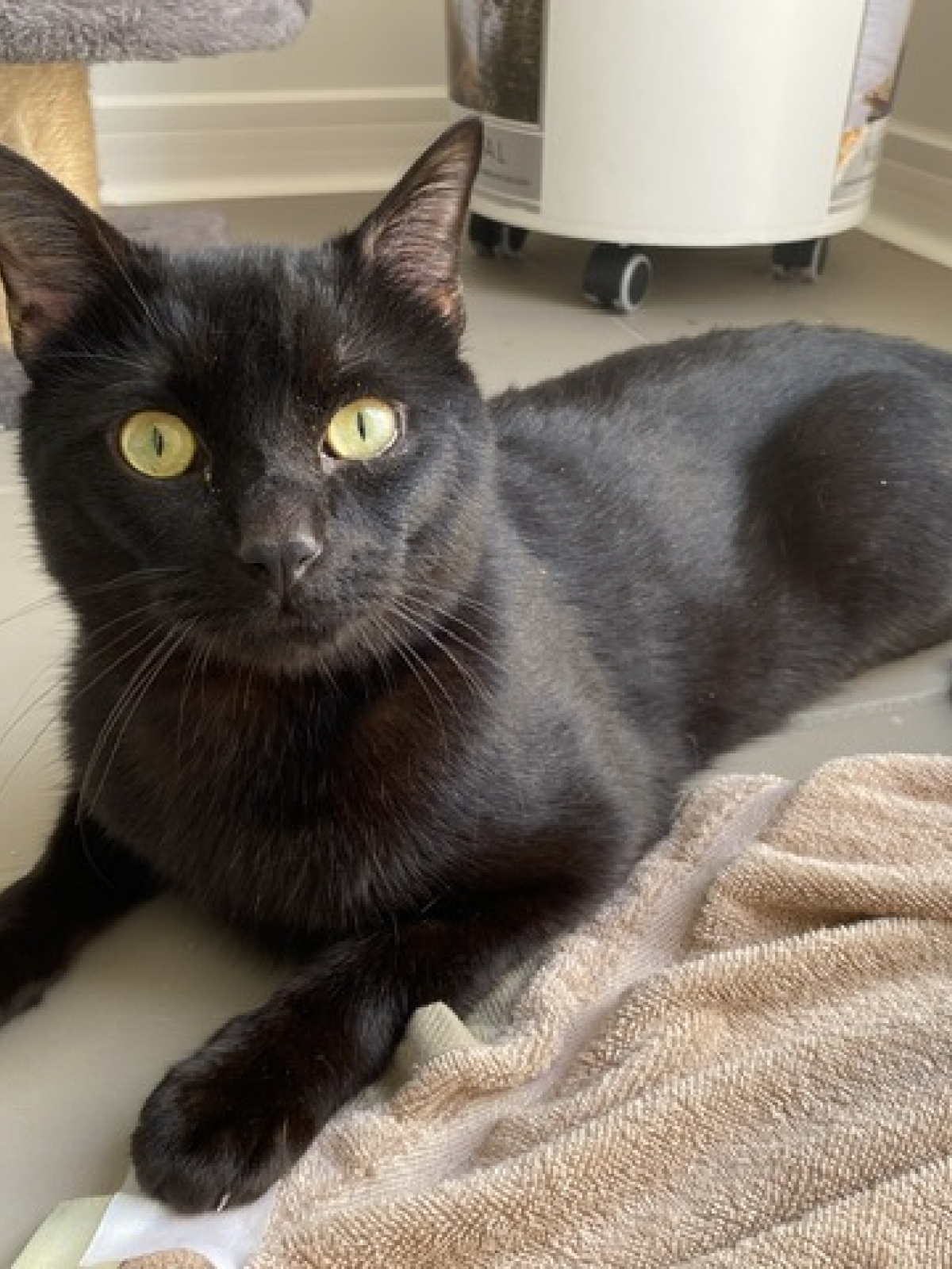 Black-pearl - Européen à adopter à Torreilles (66) - Animaux.fr