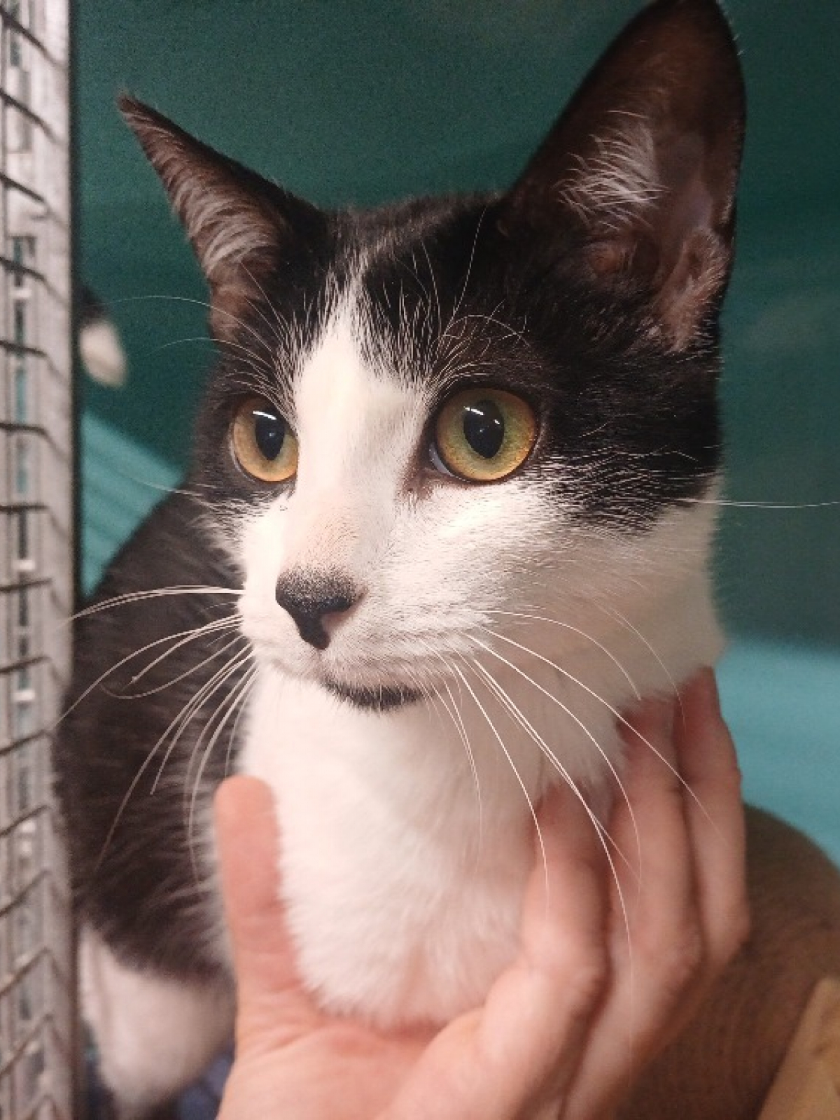 Goofy - Européen à adopter à Orgeval (78) - Animaux.fr