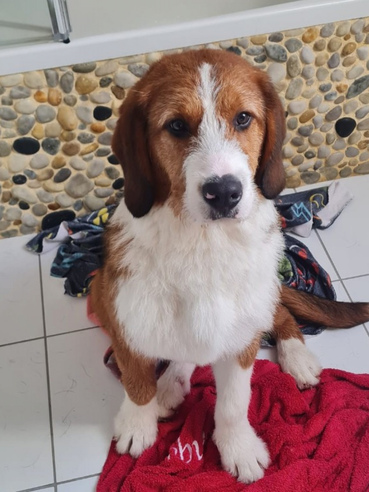 Patafix - Chien à adopter à Rennes (35) - Animaux.fr