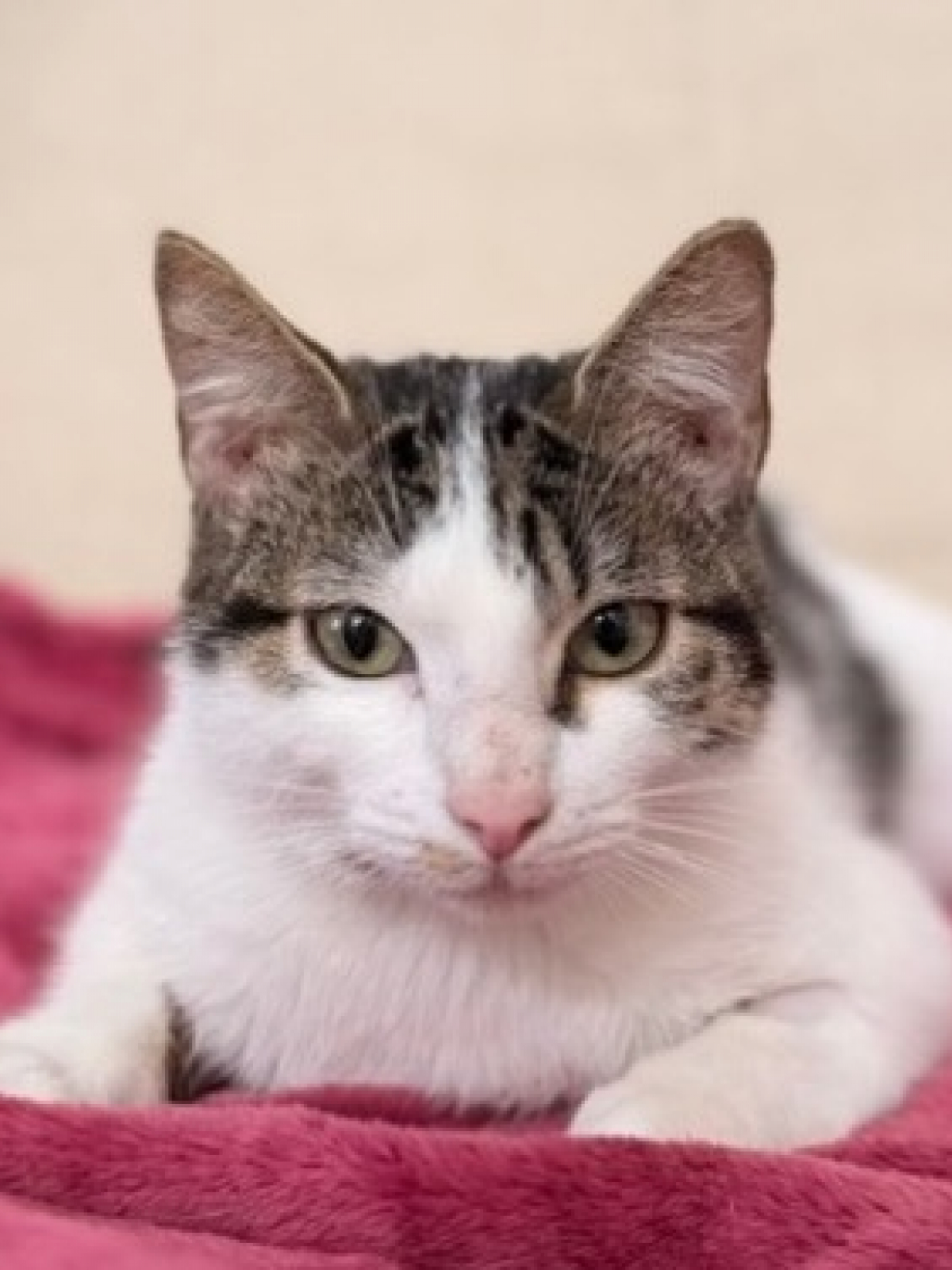 Astor - Européen à adopter à Compiègne (60) - Animaux.fr