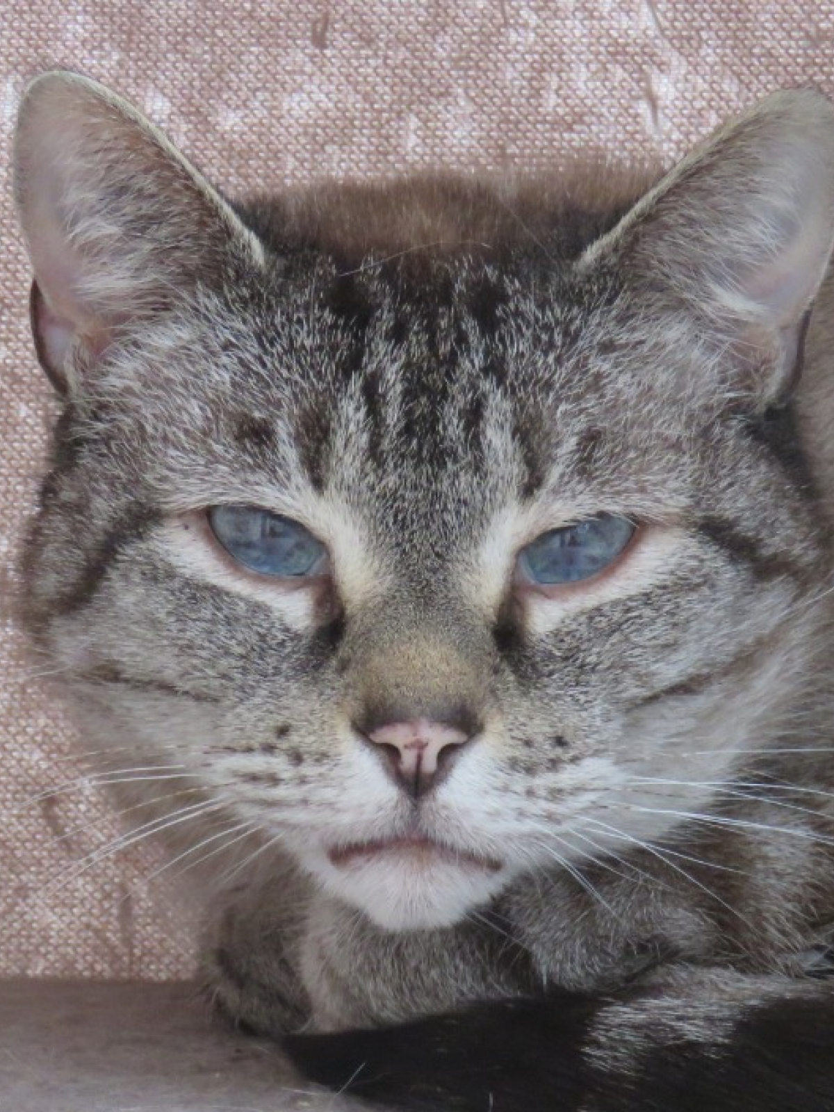 Ondin - Européen à adopter à Chilleurs-aux-Bois (45) - Animaux.fr