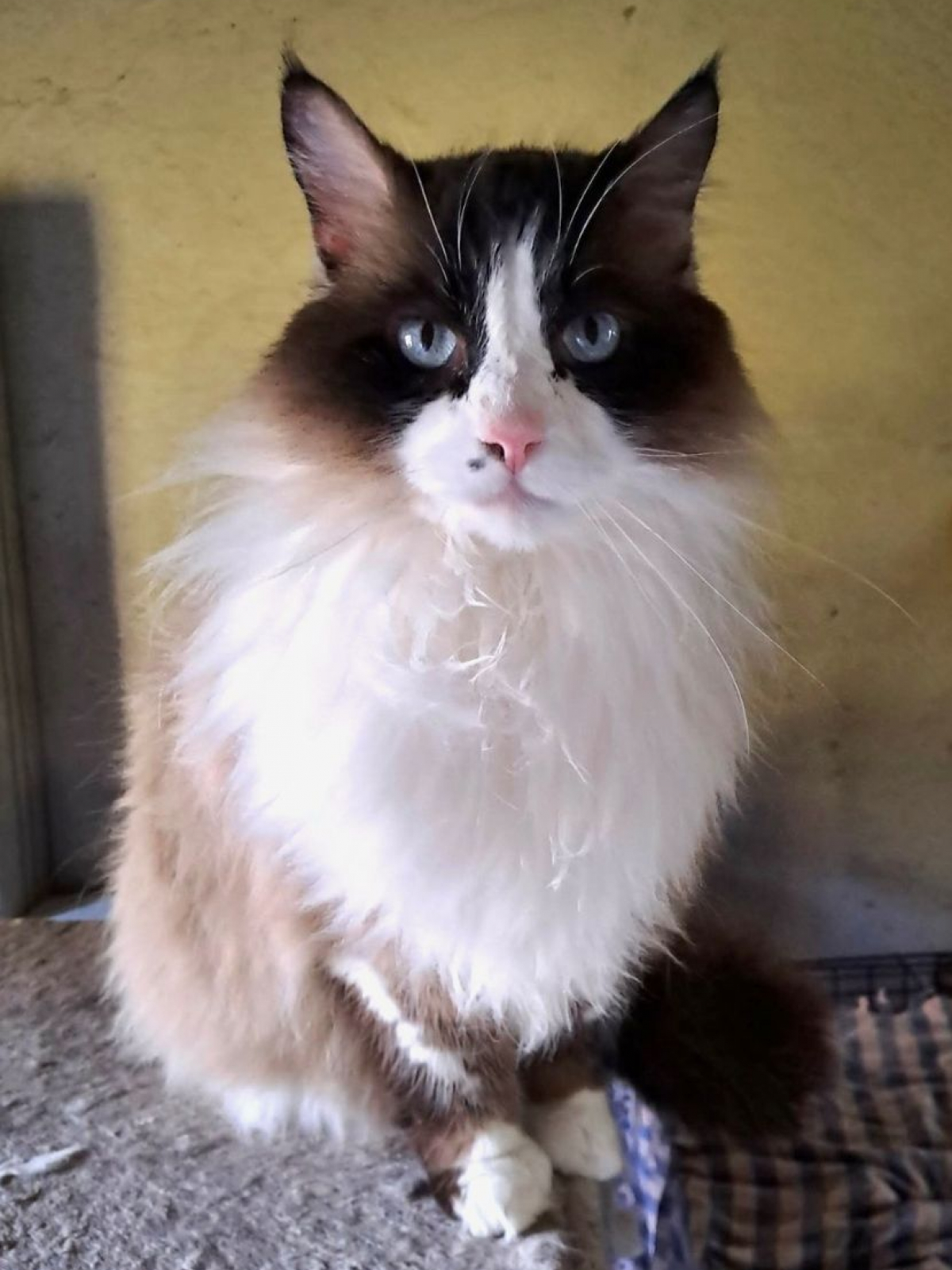 AZUR - Chat à adopter à Merdrignac (22) - Animaux.fr