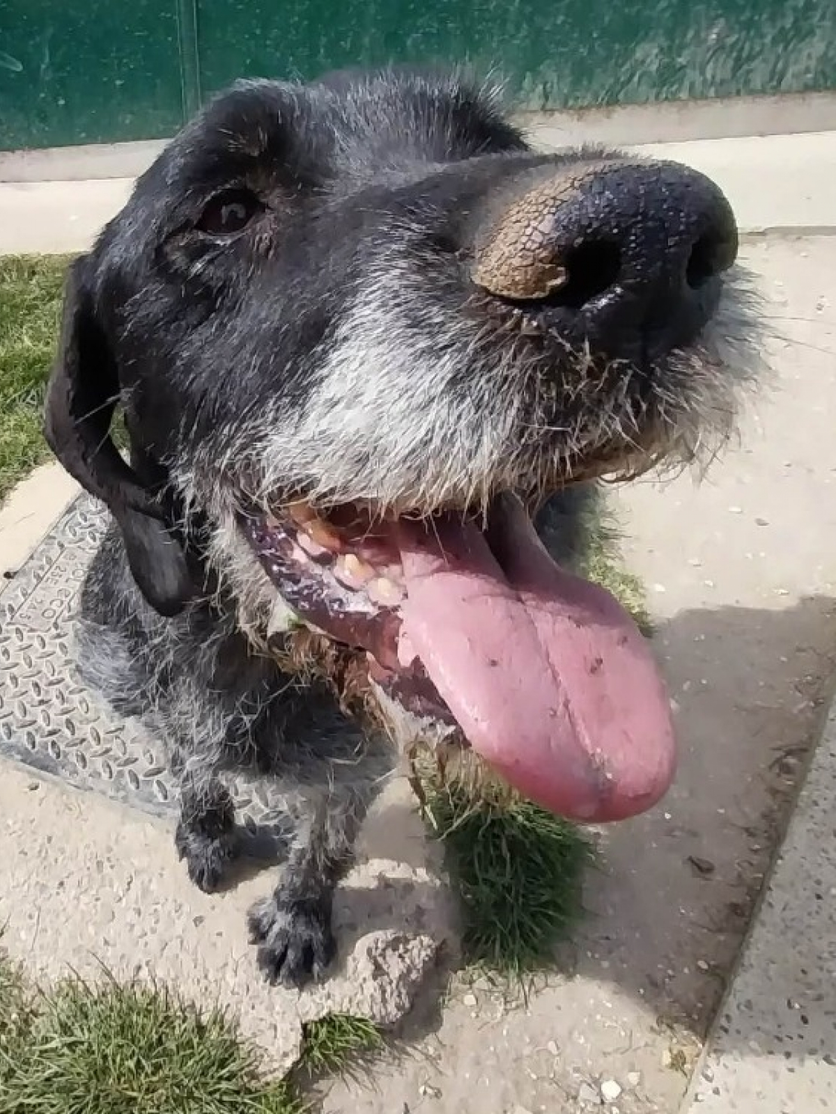 Miss - Drahthaar à adopter à Laon (02) - Animaux.fr