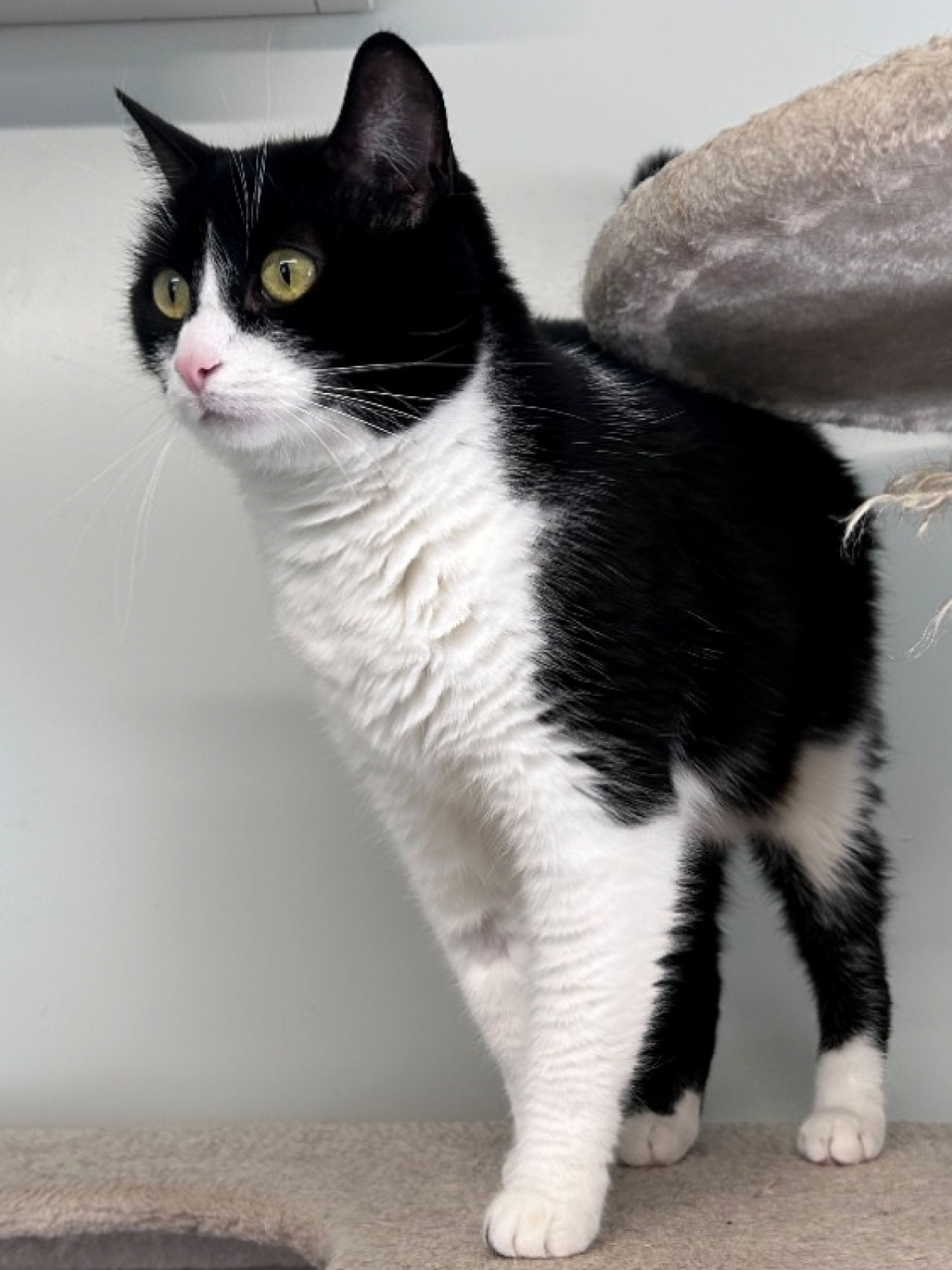 Oreo - Européen à adopter à Cluses (74) - Animaux.fr