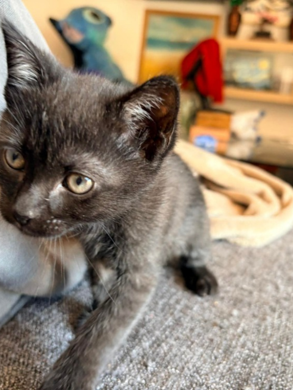 Pichu - Européen à adopter à Aix-en-Provence (13) - Animaux.fr