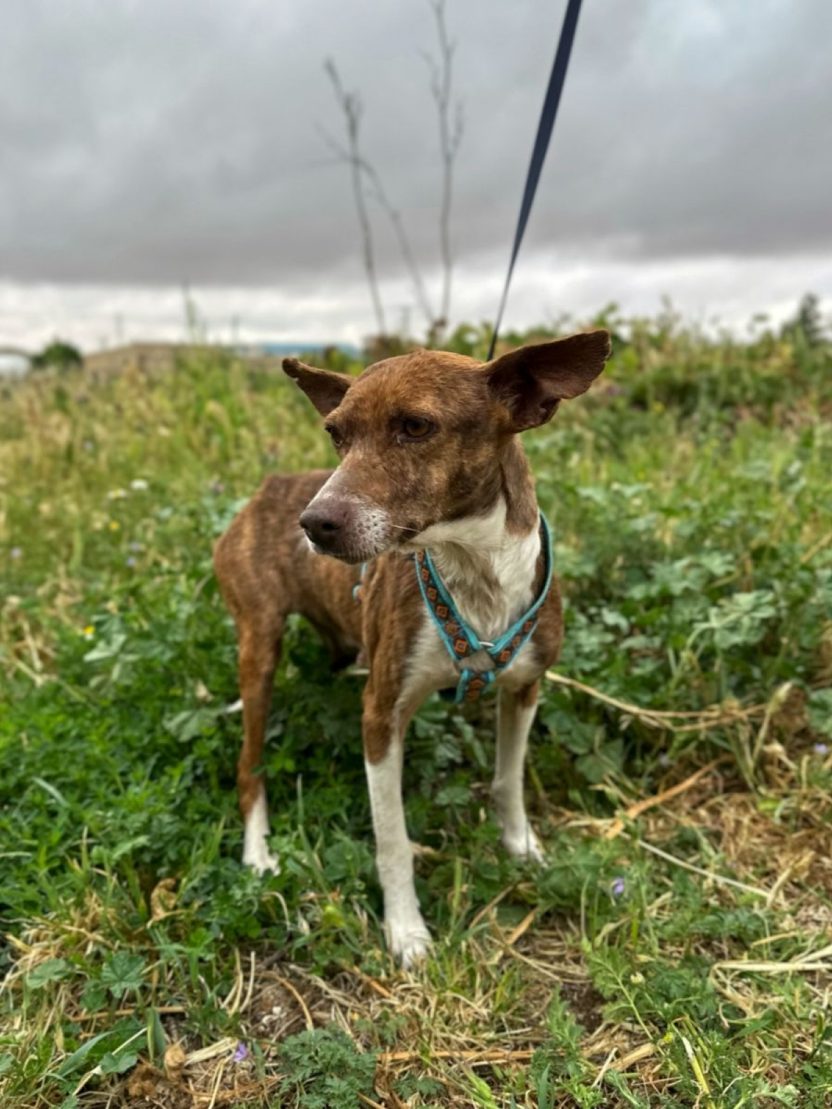PLUMA - Chien à adopter - Espagne - Animaux.fr