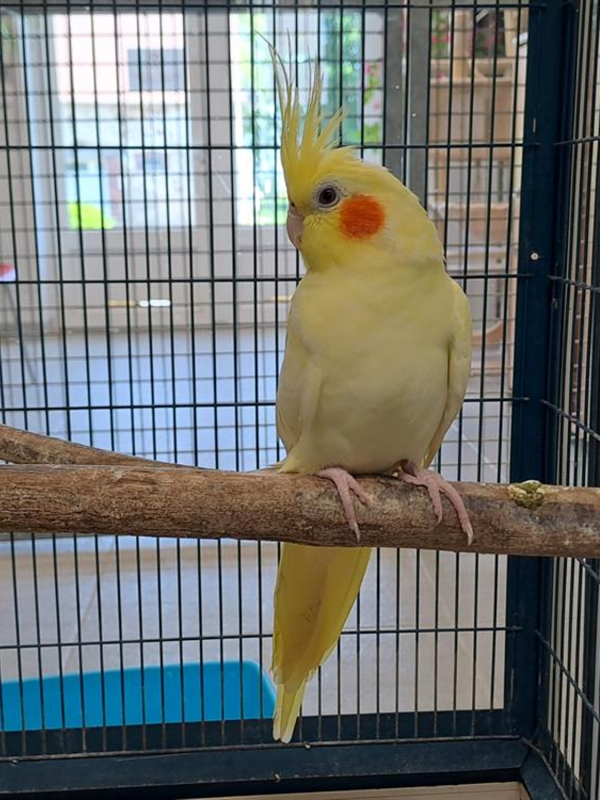 Pikachu - Oiseau à adopter à Morée (41) - Animaux.fr