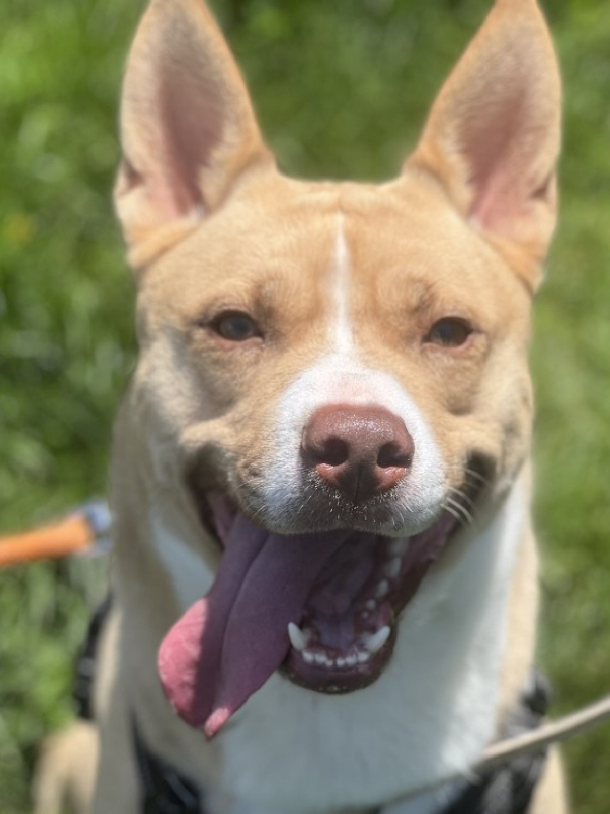 Aaron - Berger à adopter à Gennevilliers (92) - Animaux.fr