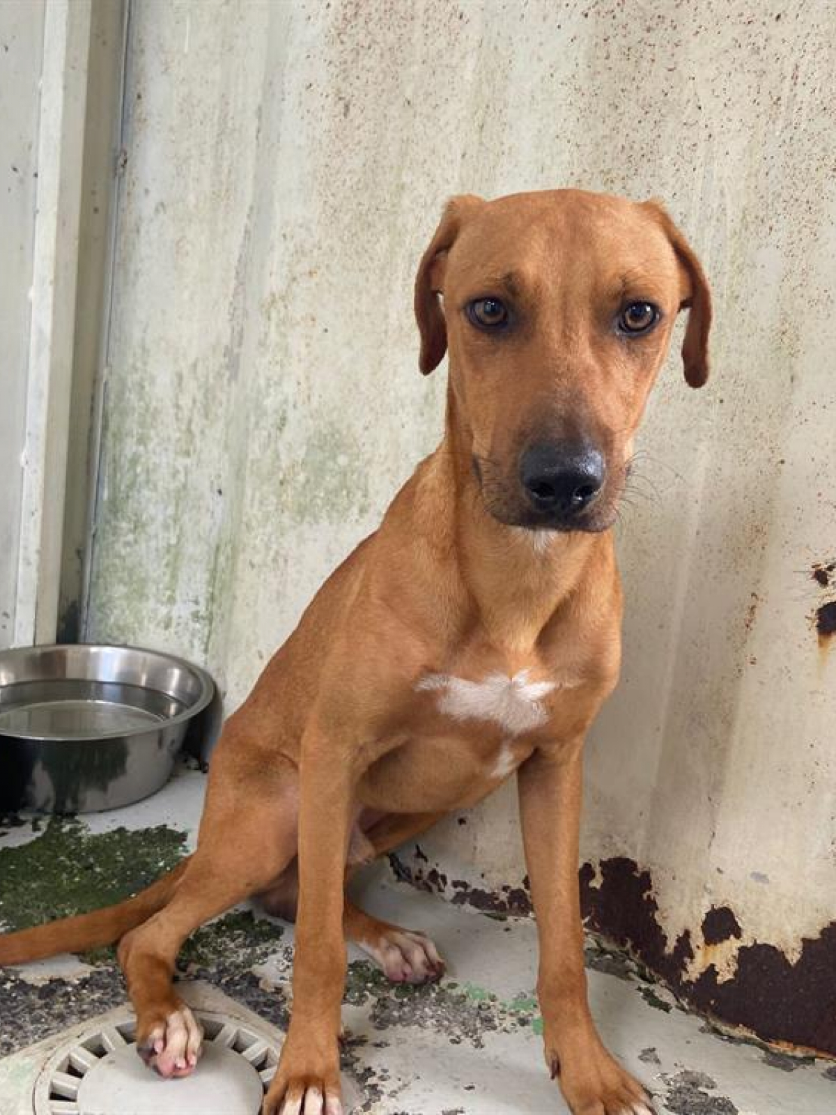 Legolas - Chien à adopter à Les Sables-d'Olonne (85) - Animaux.fr