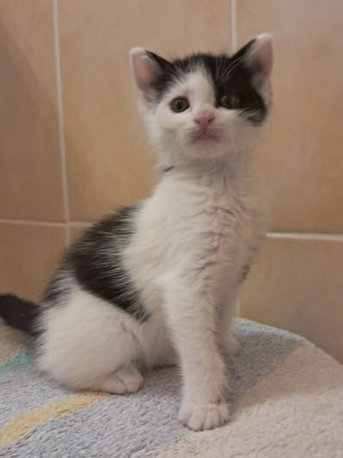BISCOTTE - Chat à adopter à Charmes-sur-l'Herbasse (26) - Animaux.fr