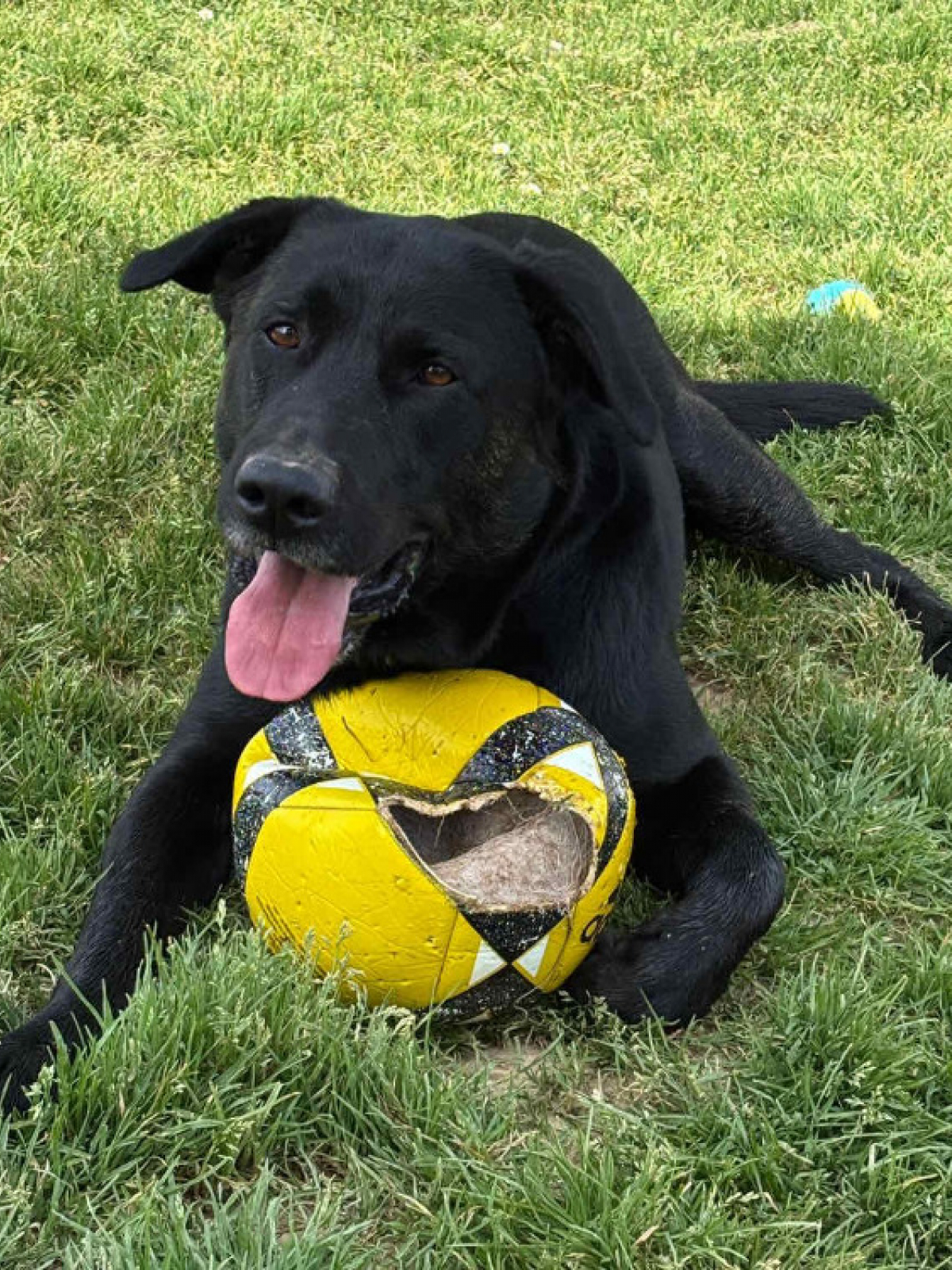 Samba - Chien à adopter à La Roche-sur-Yon (85) - Animaux.fr