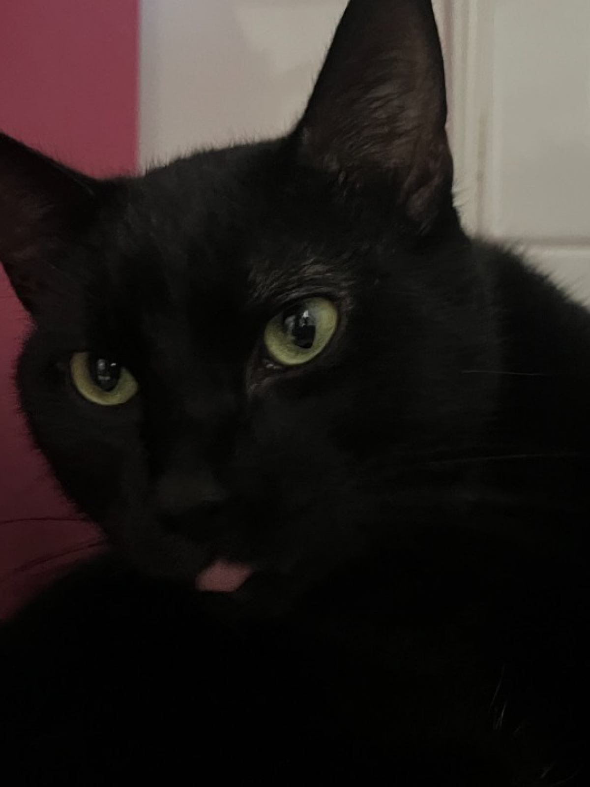 Banjo - Européen à adopter à Les Sables-d'Olonne (85) - Animaux.fr