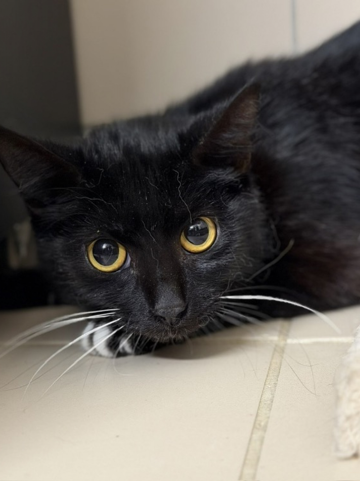 Cléo - Européen à adopter à Compiègne (60) - Animaux.fr