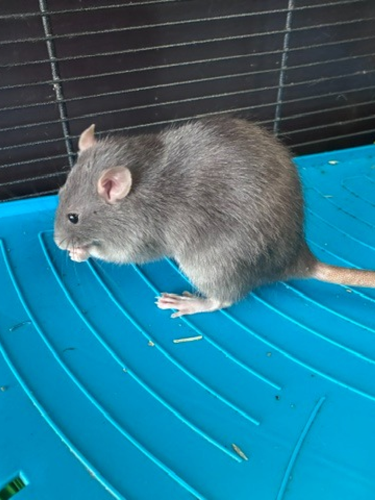 Pia - Rat à adopter à Poulainville (80) - Animaux.fr