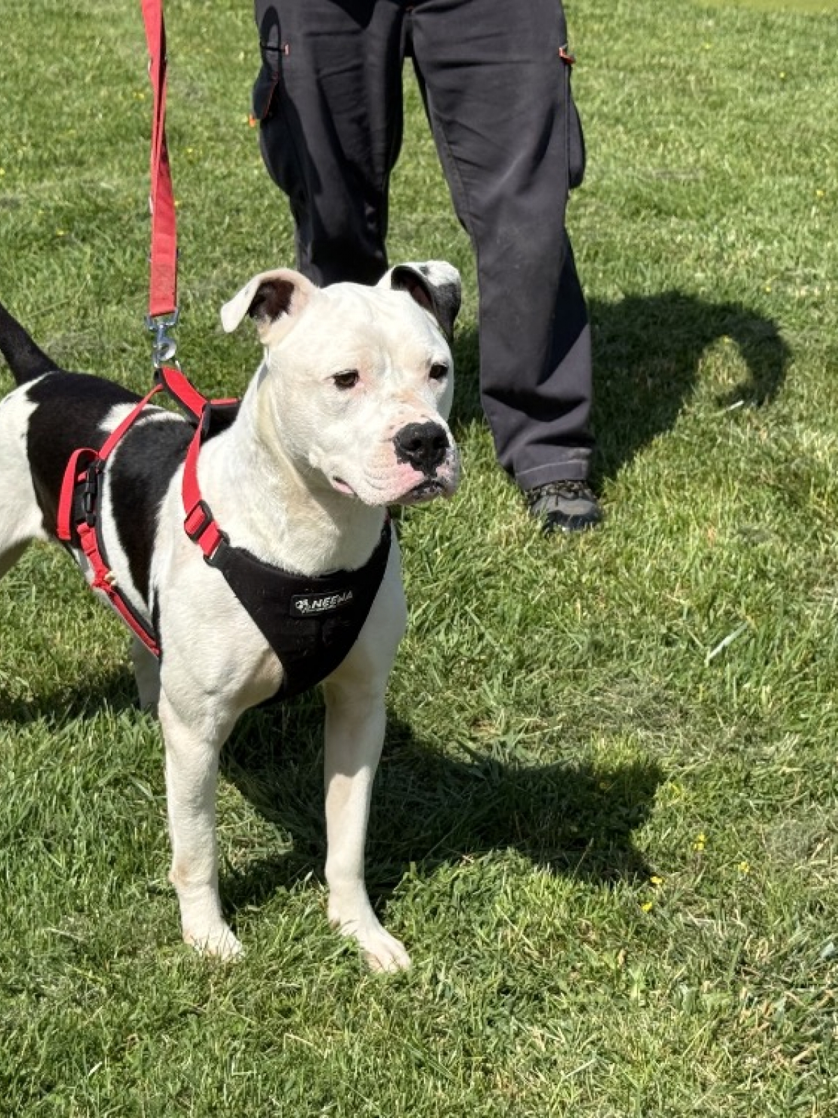 Fendi - Bouledogue Américain à adopter à Vaux-le-Pénil (77) - Animaux.fr