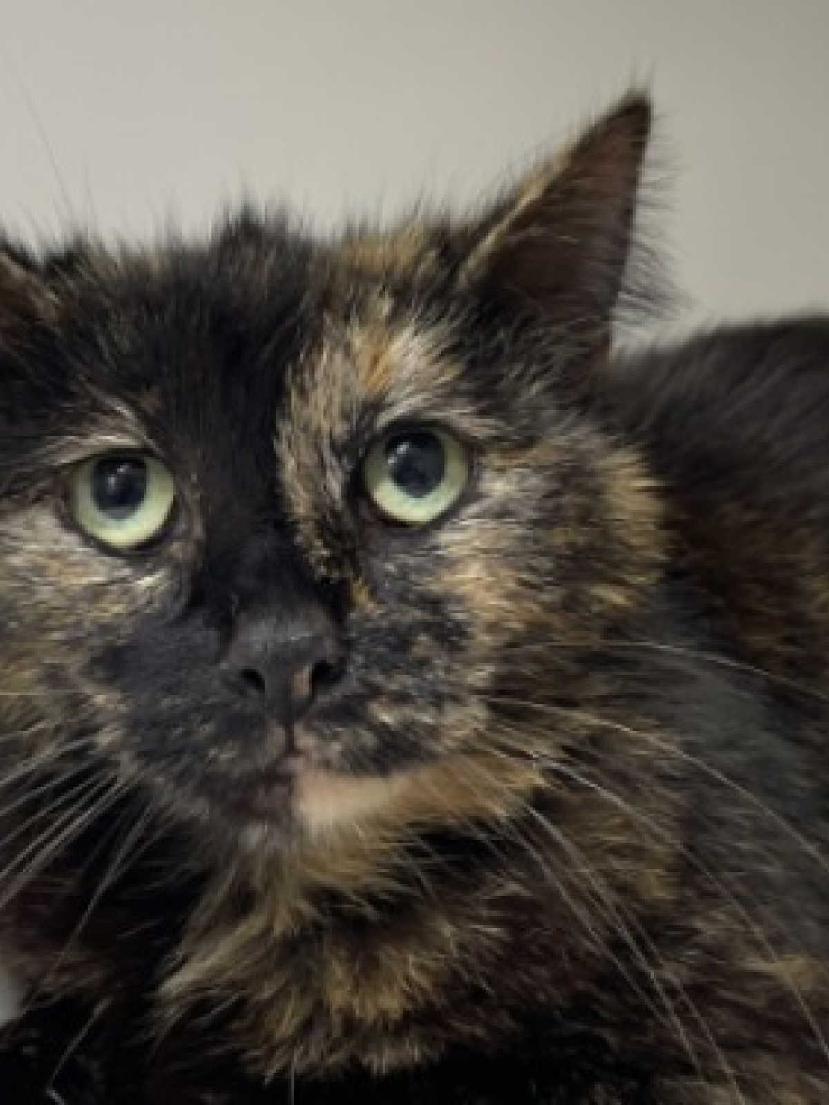 Scarlett - Européen à adopter à Morée (41) - Animaux.fr