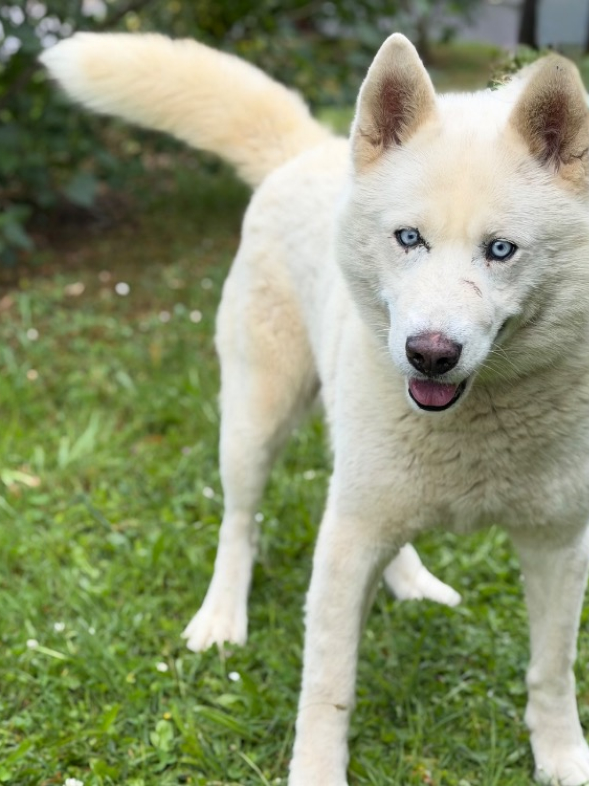 Phantom - Husky Sibérien à adopter à Compiègne (60) - Animaux.fr