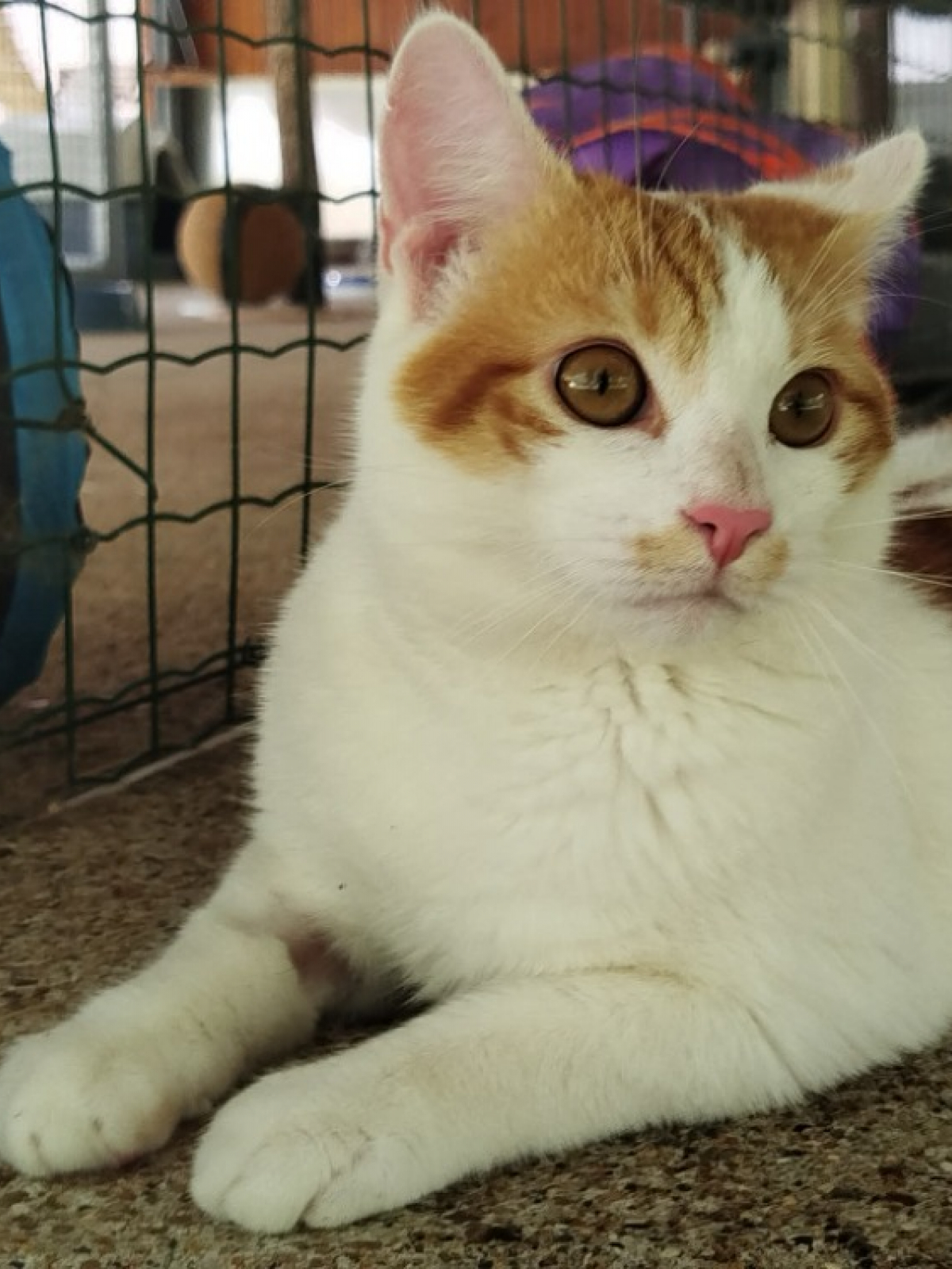 Eclipse - Européen à adopter à Luynes (37) - Animaux.fr