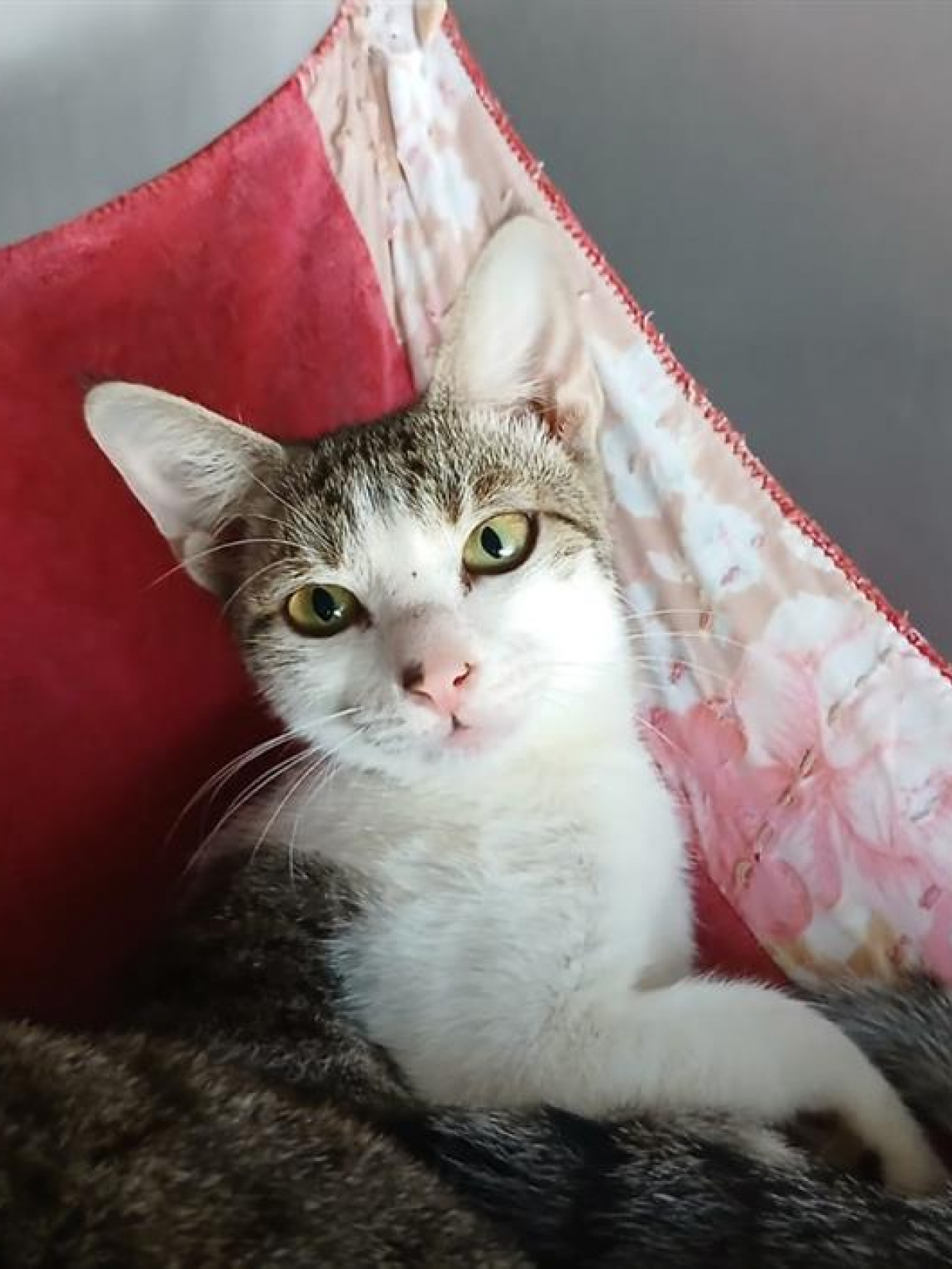 Kiki - Européen à adopter à Vannes (56) - Animaux.fr
