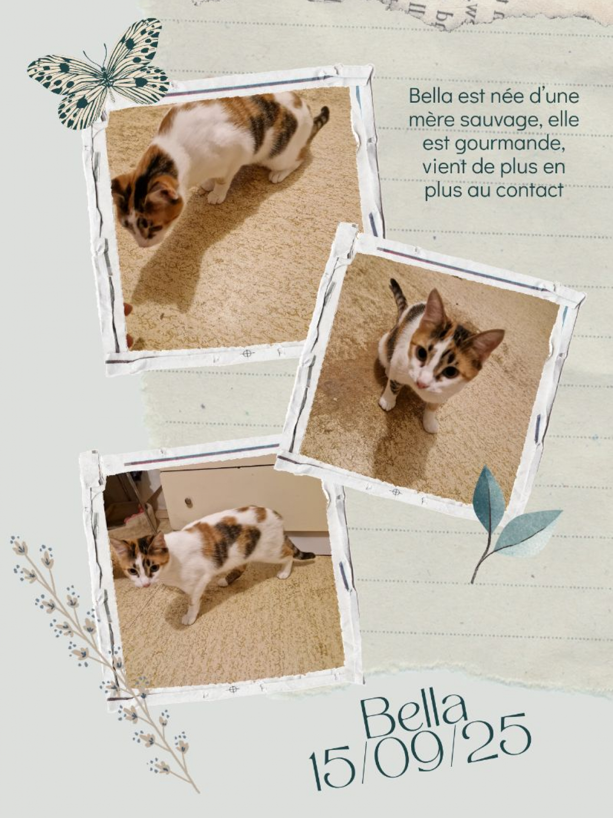 Bella - Européen à adopter à Buxerolles (86) - Animaux.fr