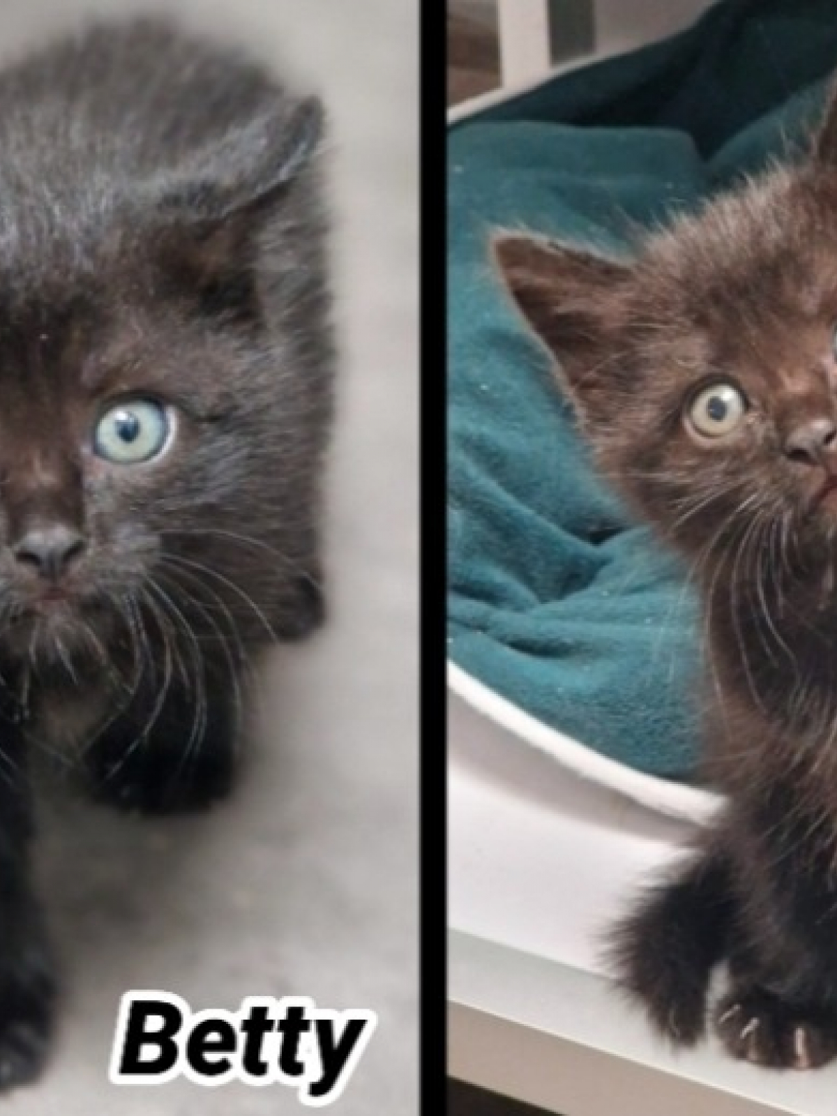 Betty - Européen à adopter à Tollevast (50) - Animaux.fr