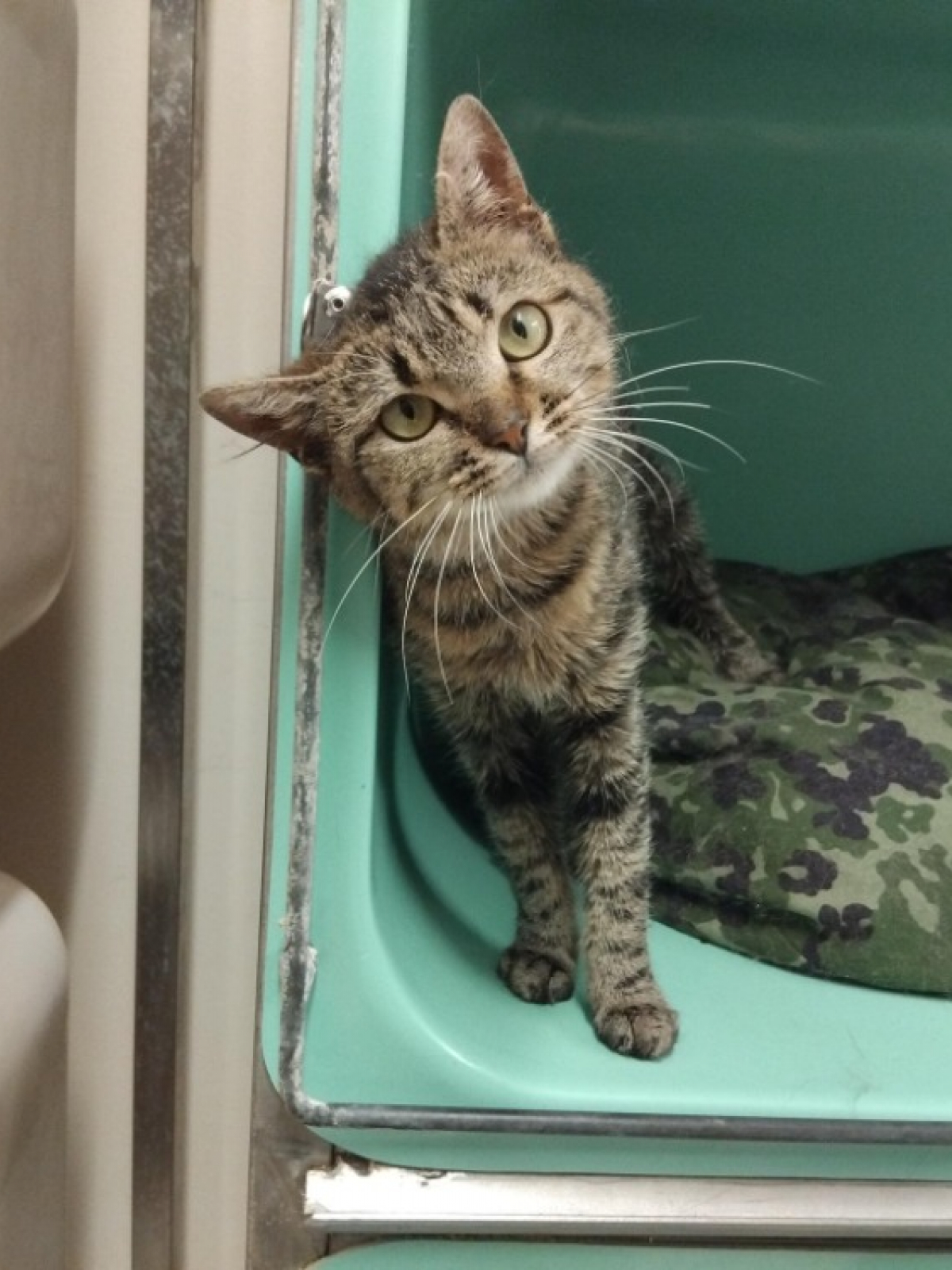 Lisa - Européen à adopter à Plaisir (78) - Animaux.fr