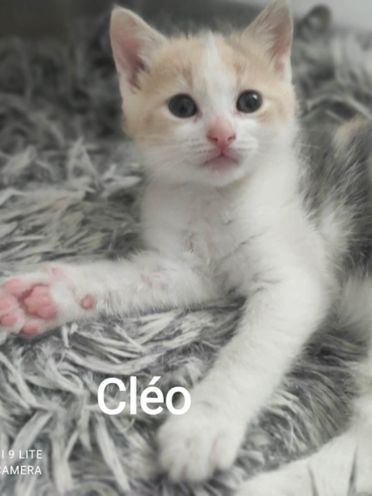Cleo - Européen à adopter à Cholet (49) - Animaux.fr