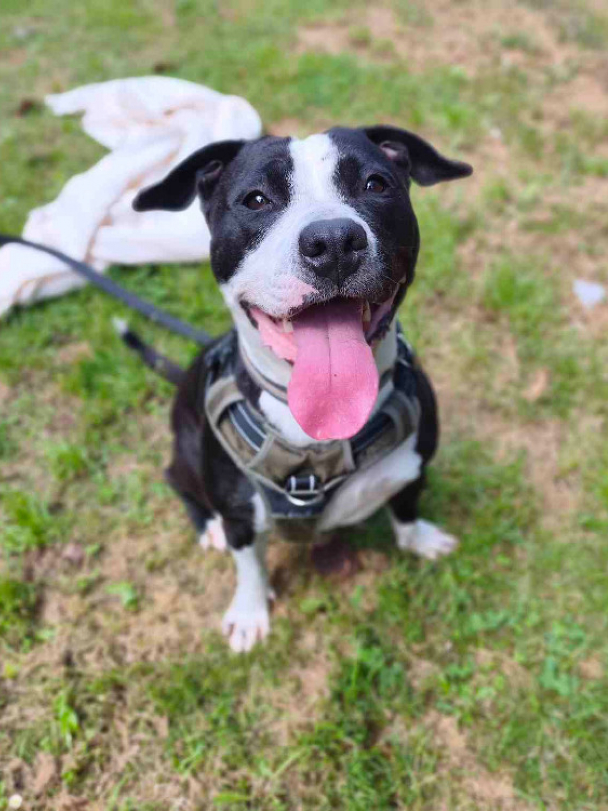 Vera - Terrier à adopter à Vaux-le-Pénil (77) - Animaux.fr