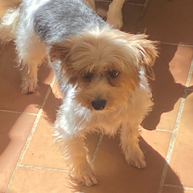 Chiens de petite taille à adopter - Animaux.fr