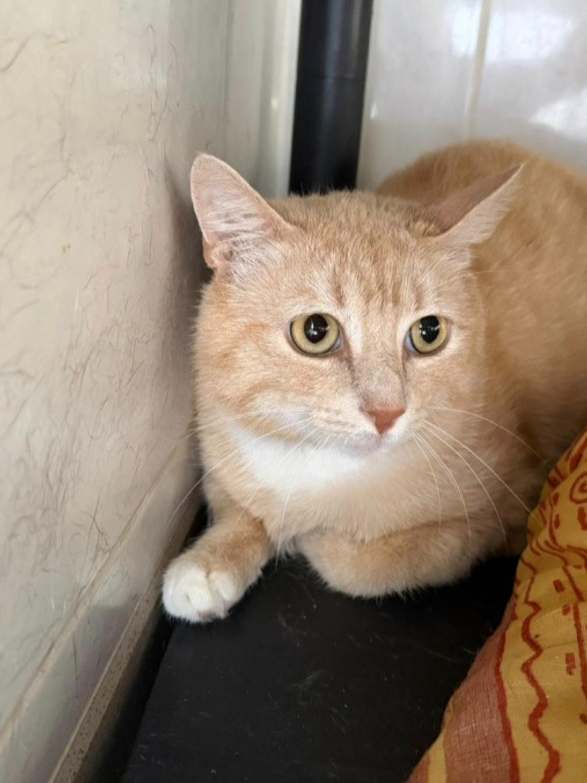 Pascal - Européen à adopter à Tilloy-lès-Mofflaines (62) - Animaux.fr