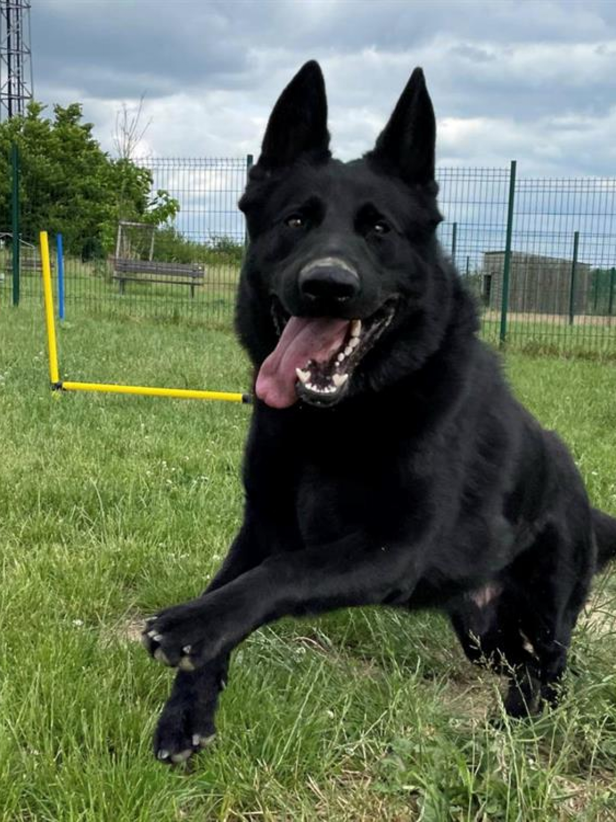 Venom - Berger Allemand à adopter à Thionville (57) - Animaux.fr