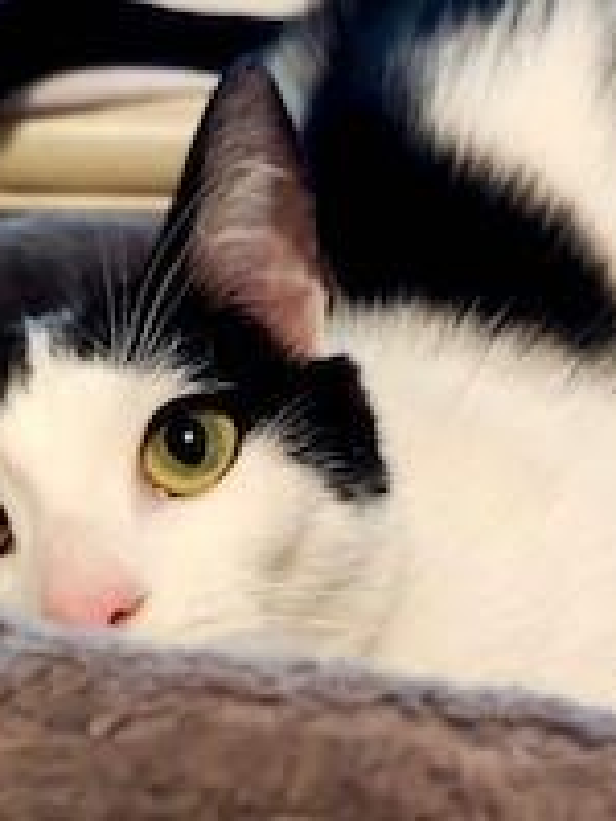 KARINE - Européen à adopter à Villefranche-de-Rouergue (12) - Animaux.fr