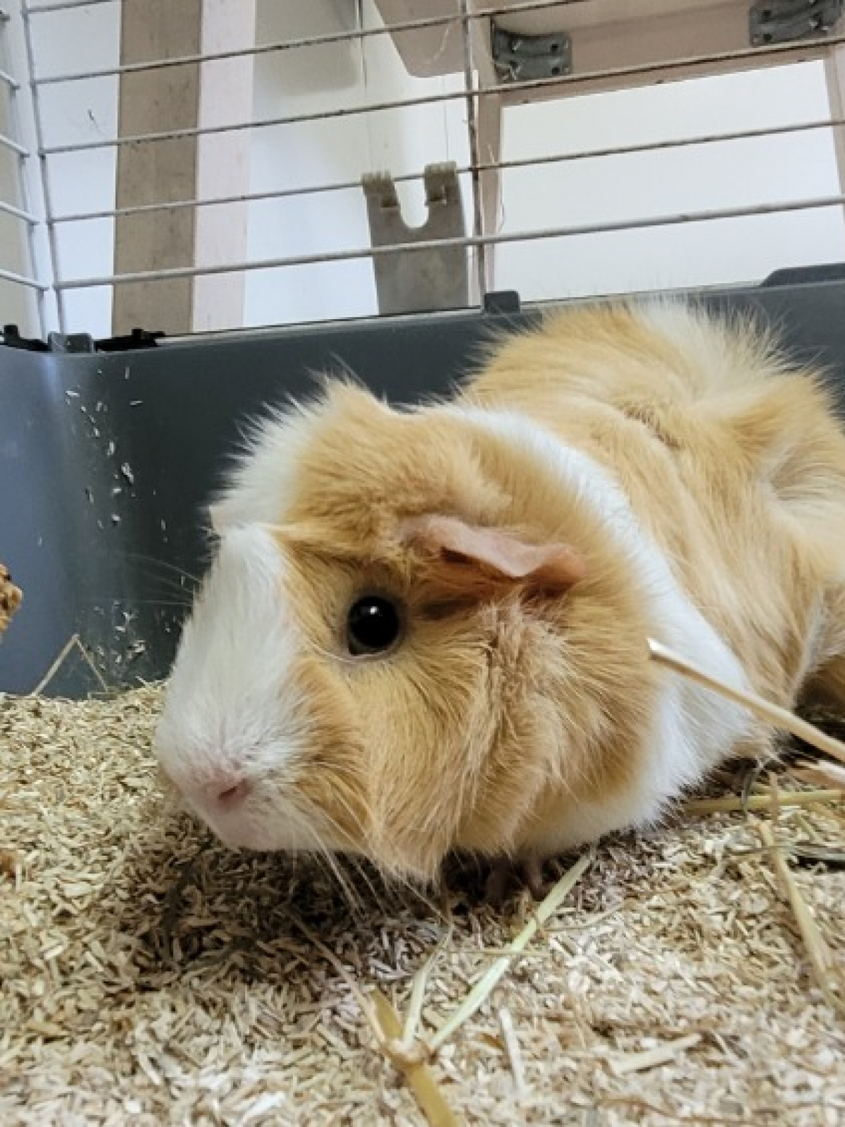 Berlingot - Cobaye à adopter à Luynes (37) - Animaux.fr